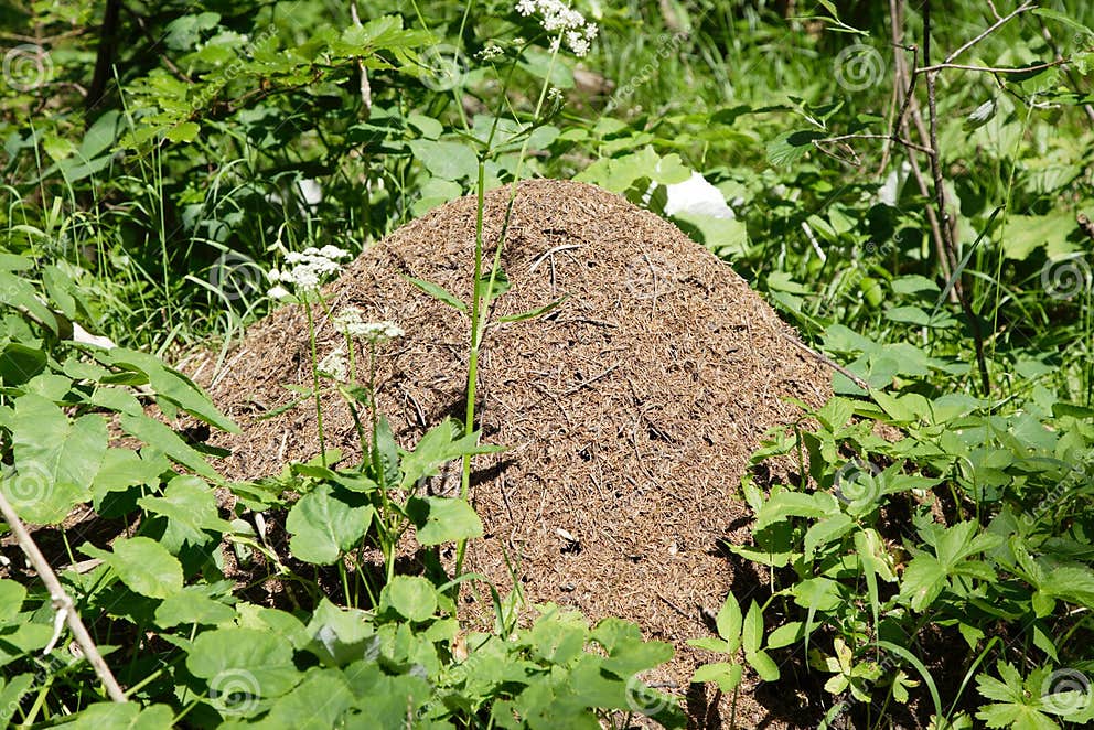Anthill in nature stock photo. Image of mother, color - 5847602