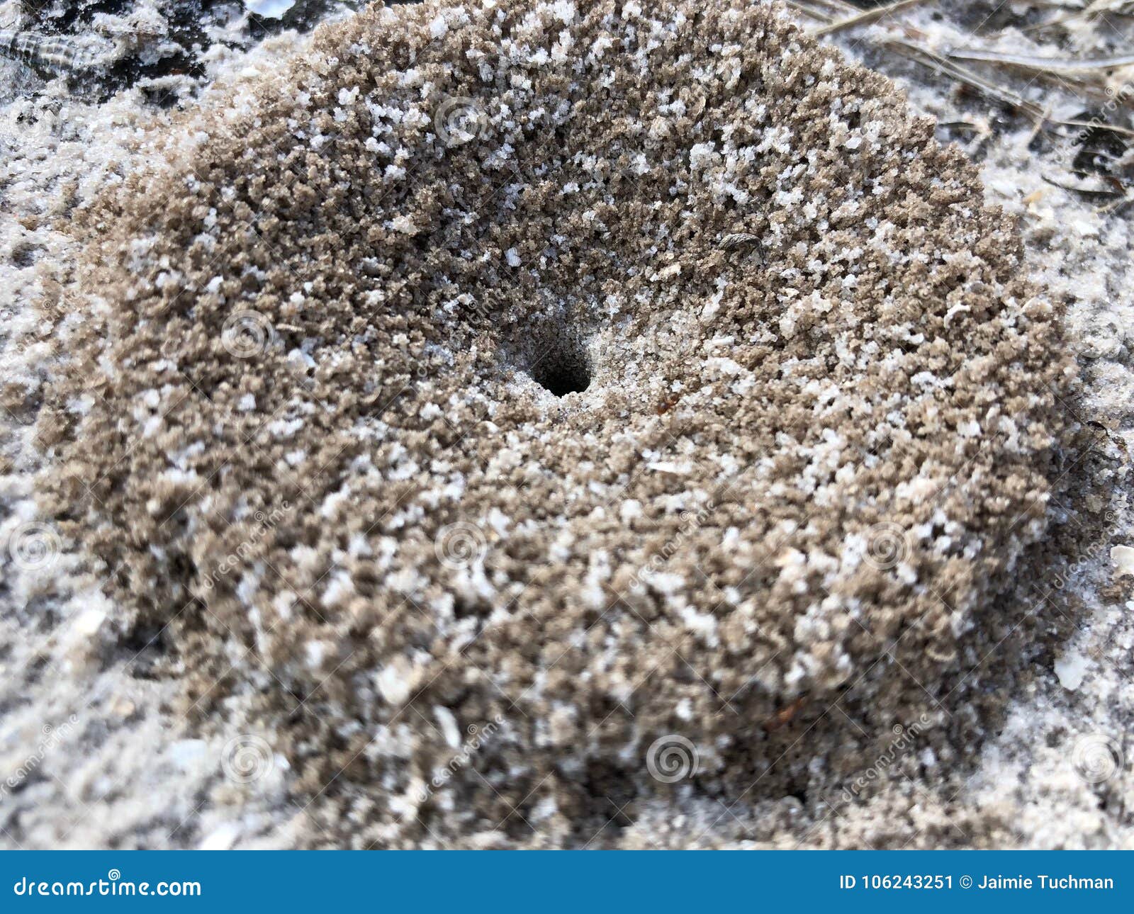 Anthill opening in sand stock image. Image of close - 106243251