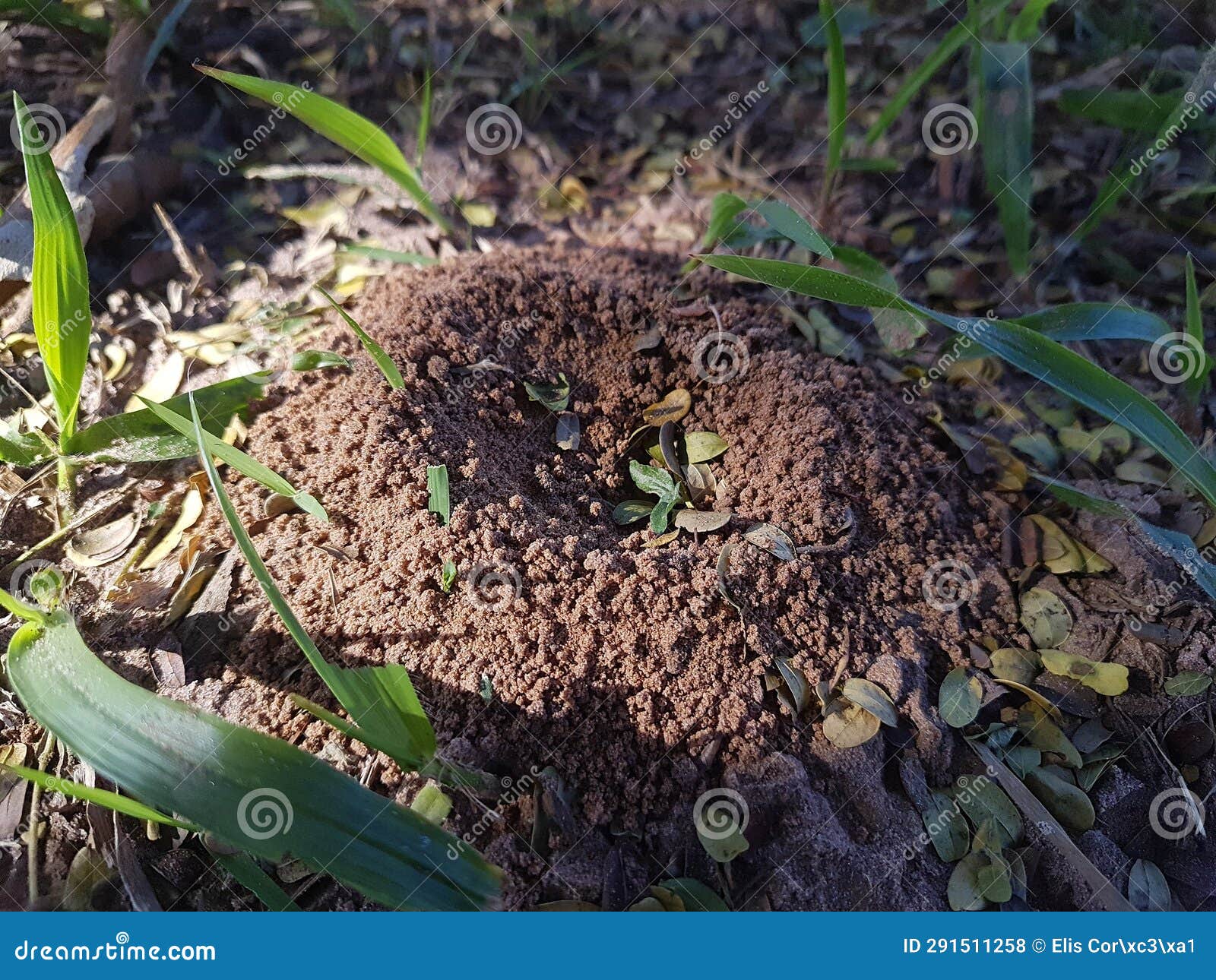Anthill in a Private Garden. Stock Photo - Image of people, brown ...