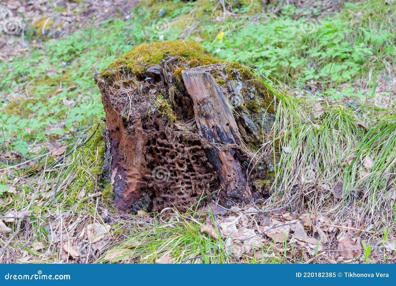 Anthill in a rotten log stock image. Image of aged, forest - 220182385
