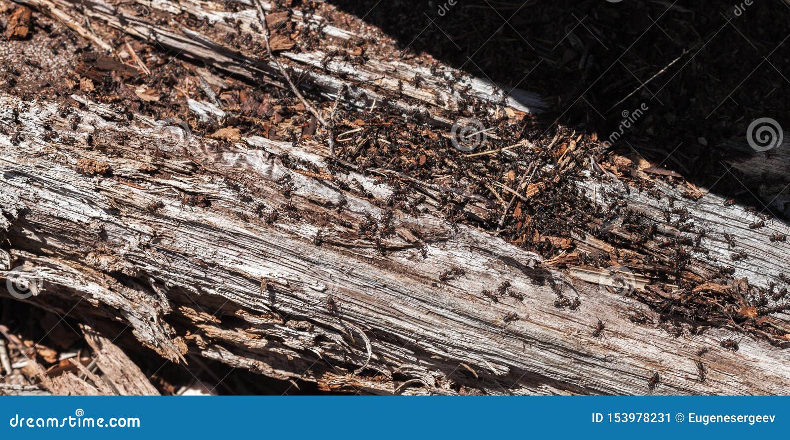 Anthill in a Rotten Log. Ants Close Up Stock Image - Image of rough ...