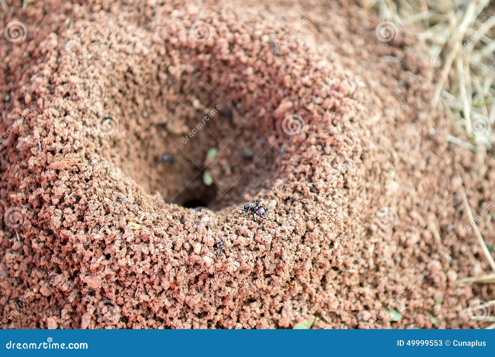 Anthill stock image. Image of forest, formica, soil, nature - 49999553