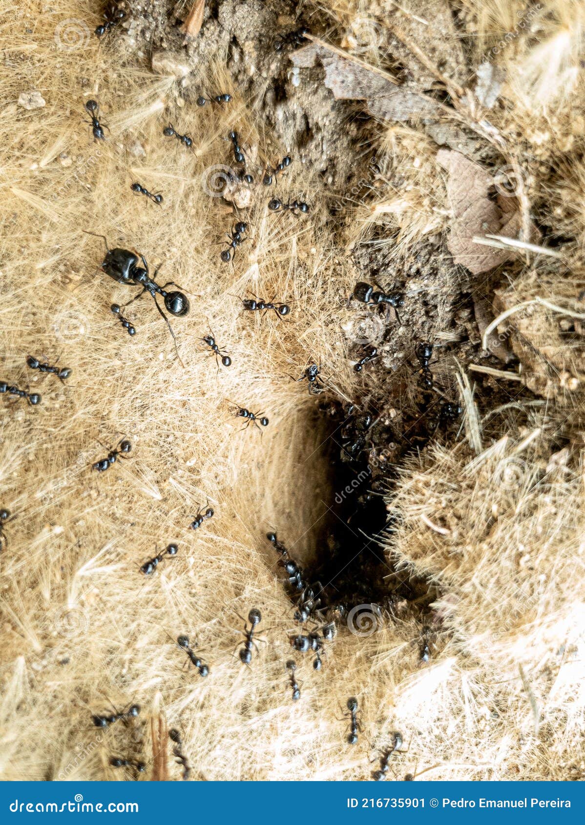 Anthill of Sand with Moving Ants Carrying Their Food Stock Image ...