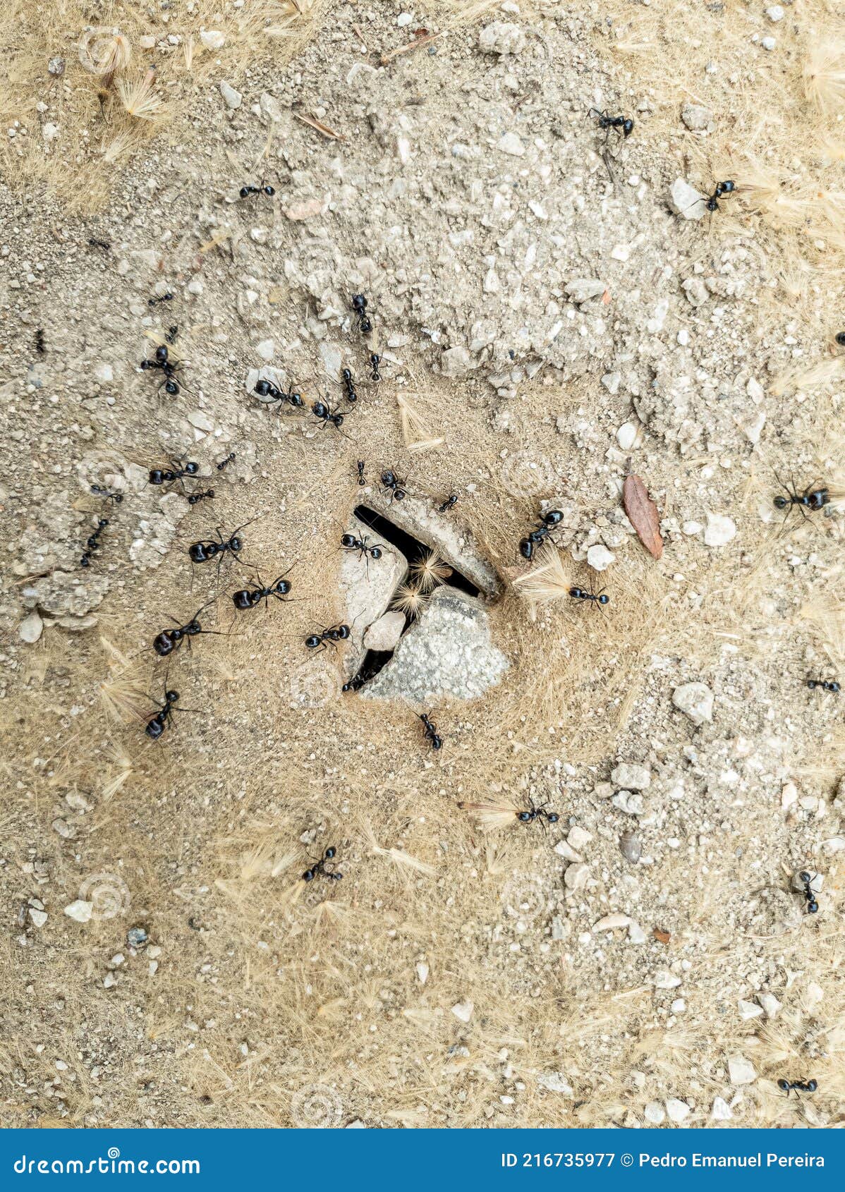 Anthill of Sand with Moving Ants Carrying Their Food Stock Image ...