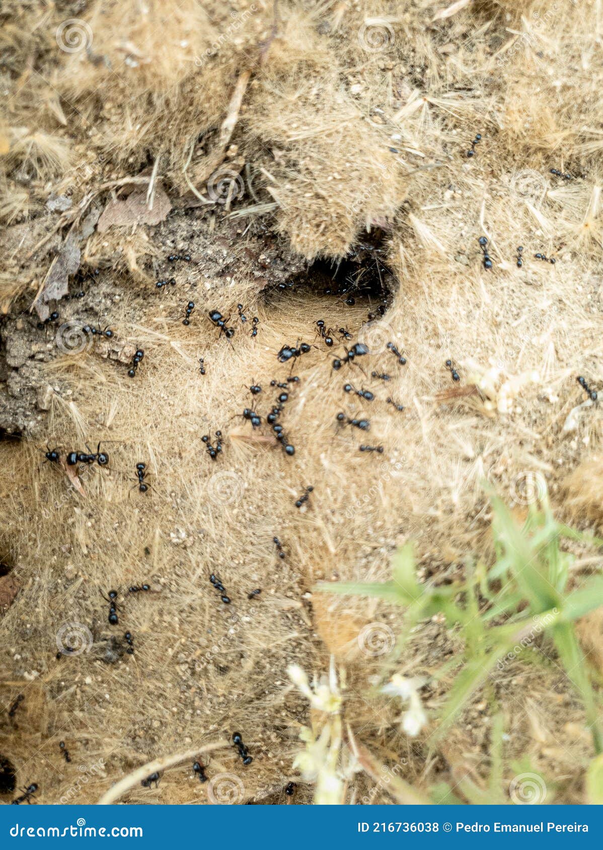 Anthill of Sand with Moving Ants Carrying Their Food Stock Photo ...