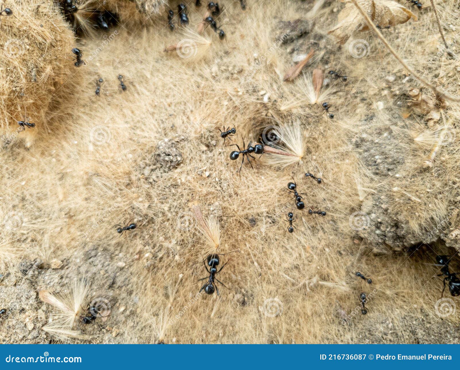 Anthill of Sand with Moving Ants Carrying Their Food Stock Image ...