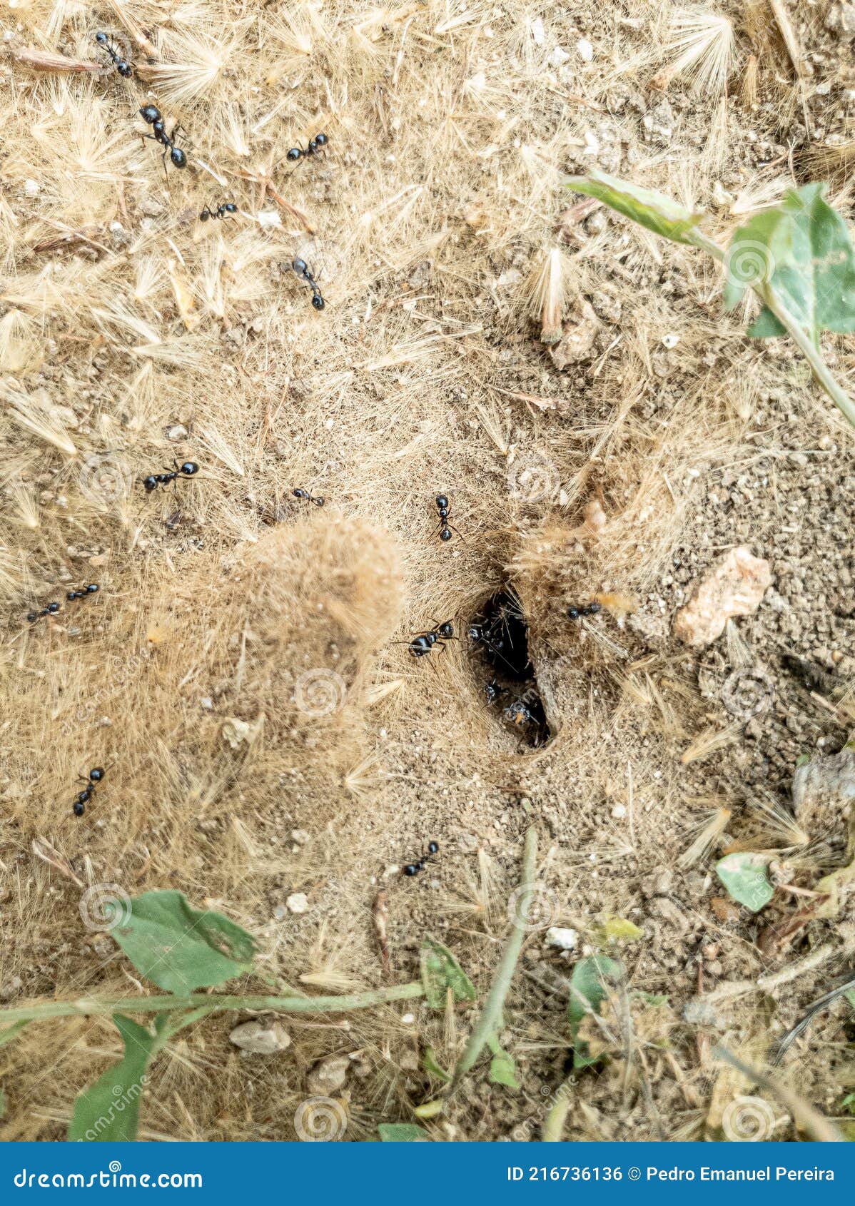 Anthill of Sand with Moving Ants Carrying Their Food Stock Photo ...