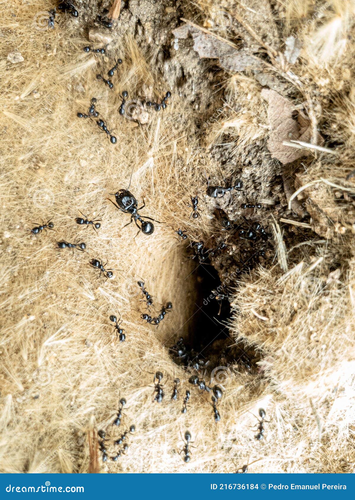 Anthill of Sand with Moving Ants Carrying Their Food Stock Photo ...