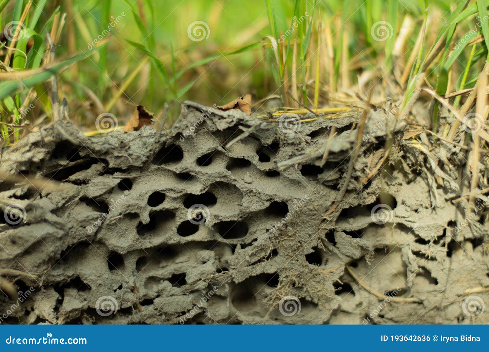 Anthill in Section from Close Range. Side View Stock Photo - Image of ...