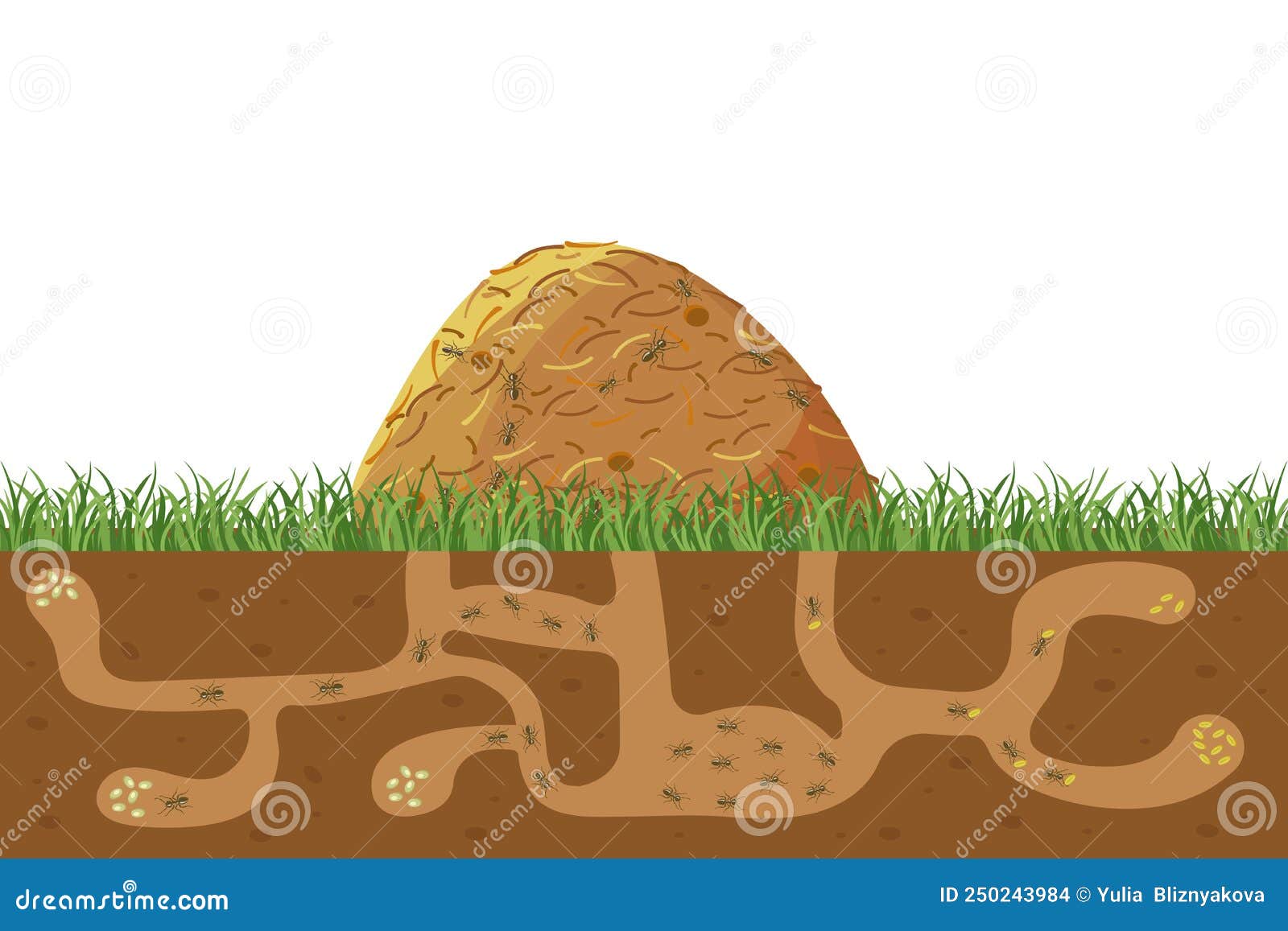 Termite Nests In The Wood Plank, Termites Destroy Table, Door, And ...