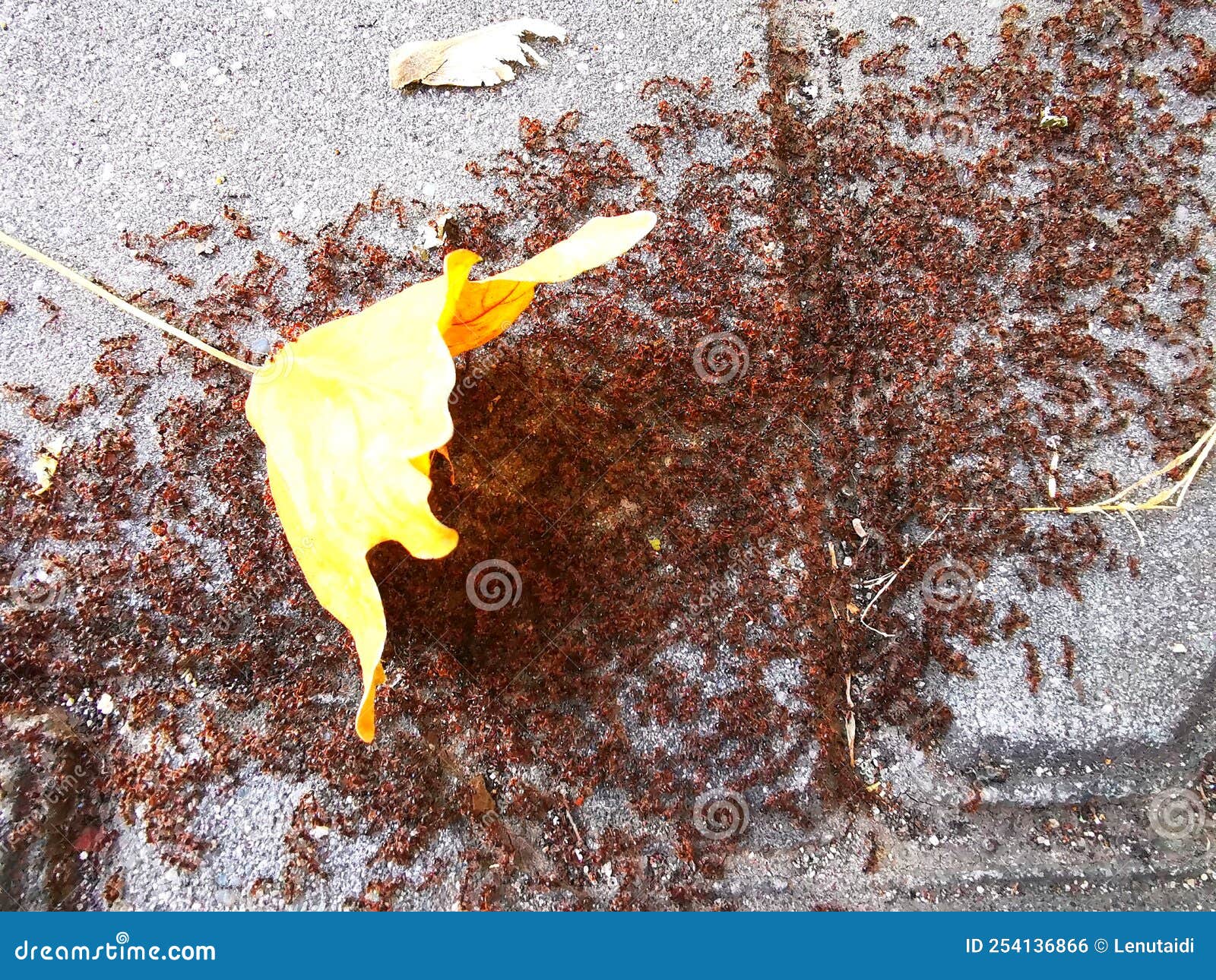 Anthill on the Sidewalk and a Dry Leaf Stock Photo - Image of ground ...