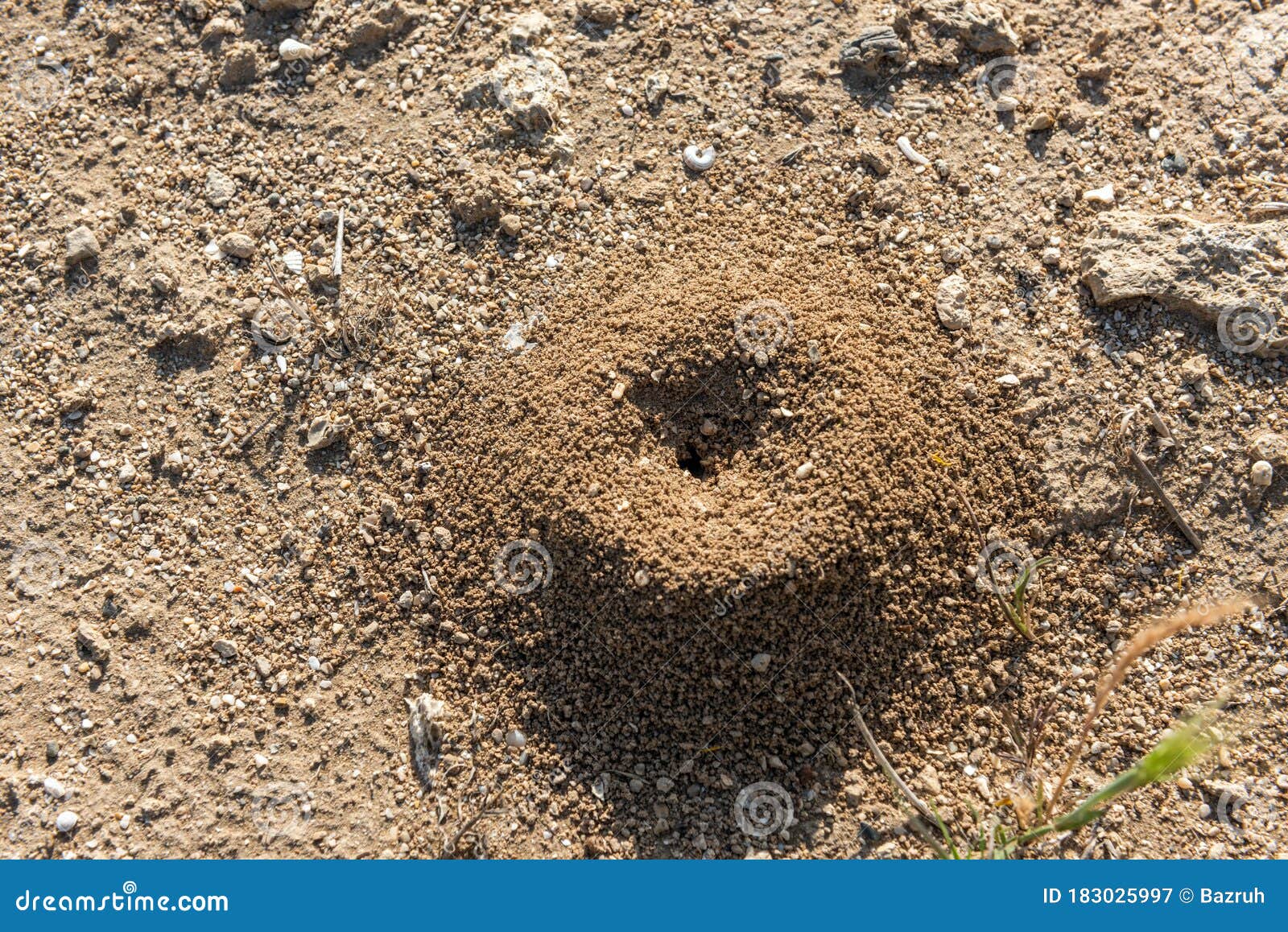 Anthill in soil, close-up stock image. Image of wild - 183025997
