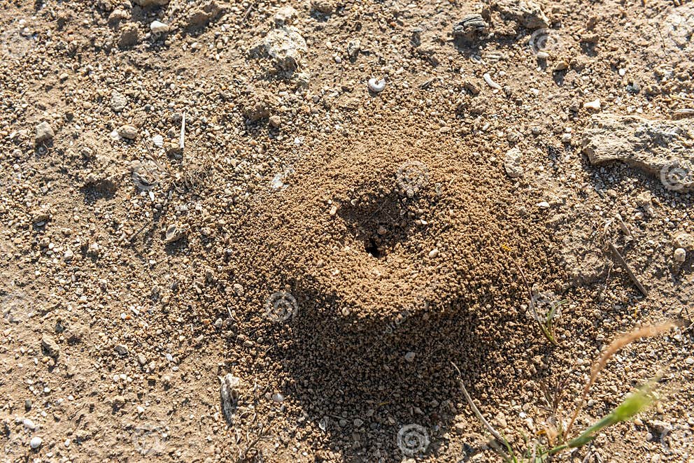 Anthill in soil, close-up stock image. Image of wild - 183025997