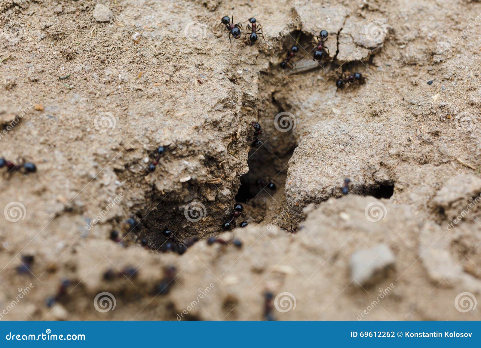 Anthill in soil stock photo. Image of color, work, cooperation - 69612262