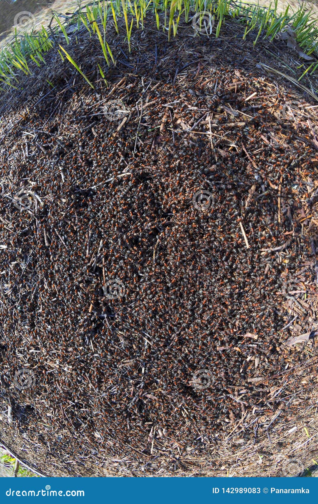 Anthill in the Spring Forest Stock Image - Image of macro, house: 142989083
