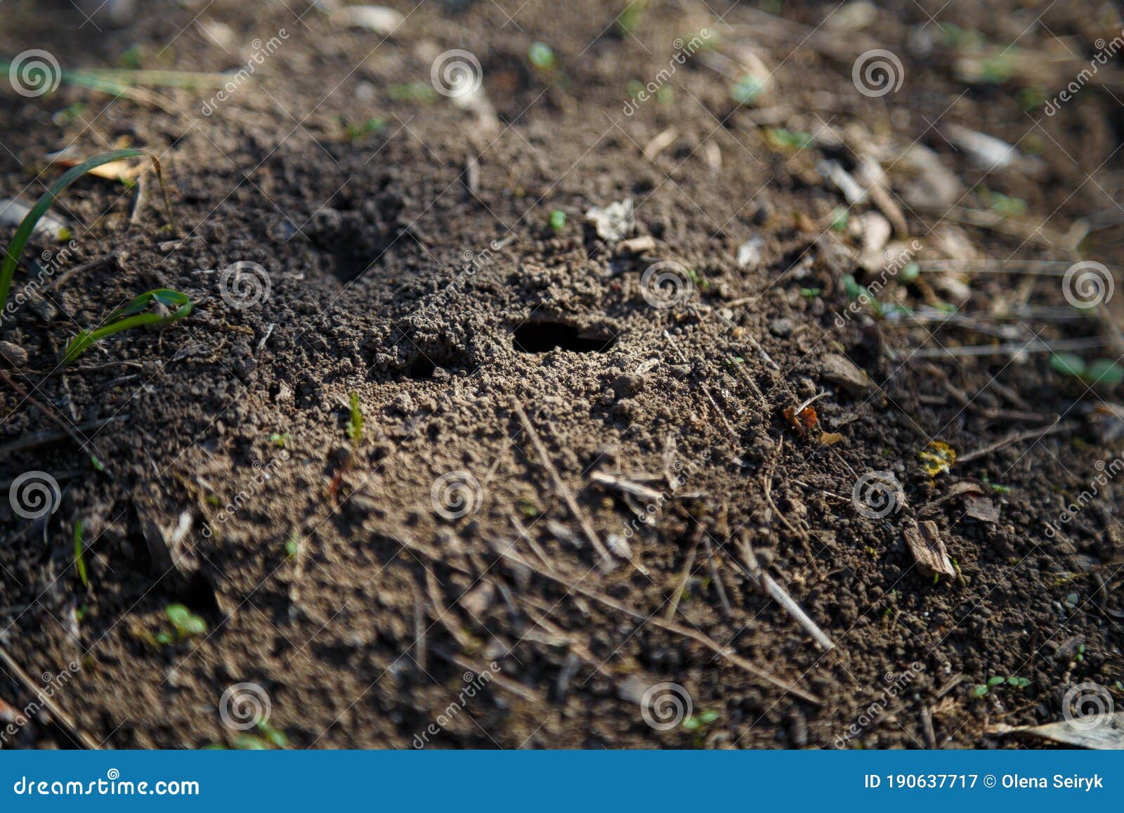 Anthill in Sunlight, House of Insects. Stock Image - Image of textured ...