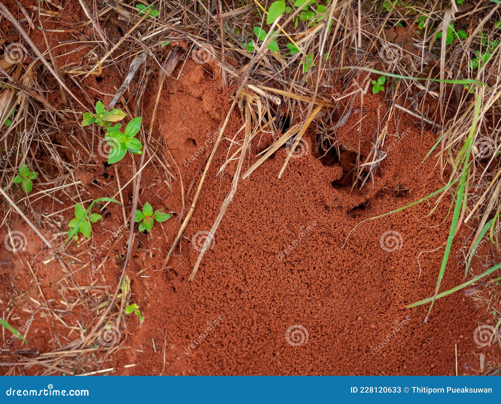 Anthill Surface Constructed from Red Clay Powder in Forest Stock Image ...