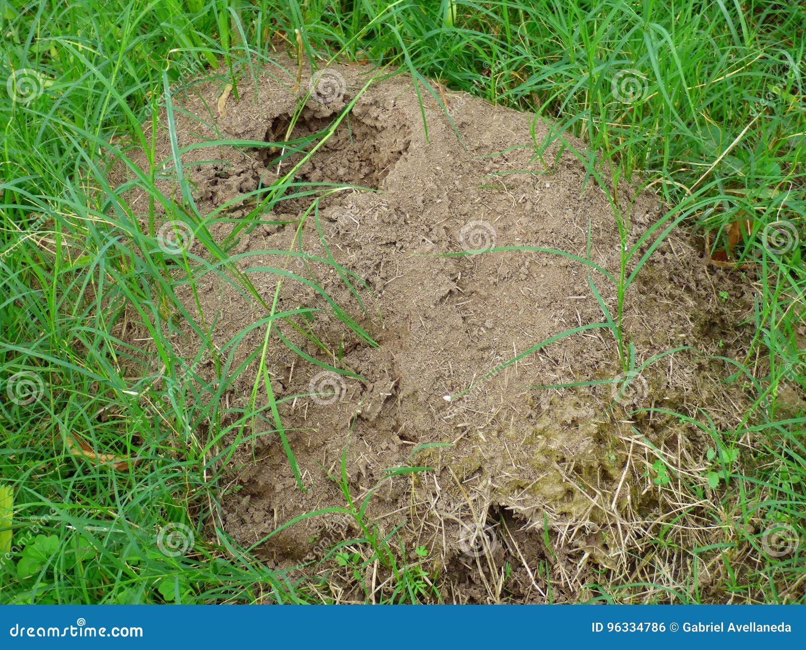 Anthill Surrounded by Grass Stock Photo - Image of nature, formicary ...
