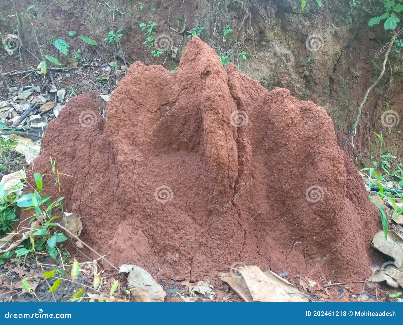 Anthill, Termite hill stock photo. Image of anthill - 202461218