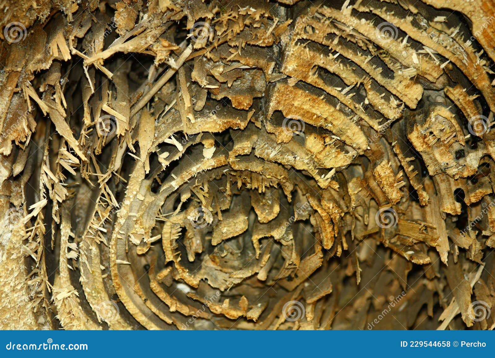 Anthill in a tree stock photo. Image of insects, tree - 229544658