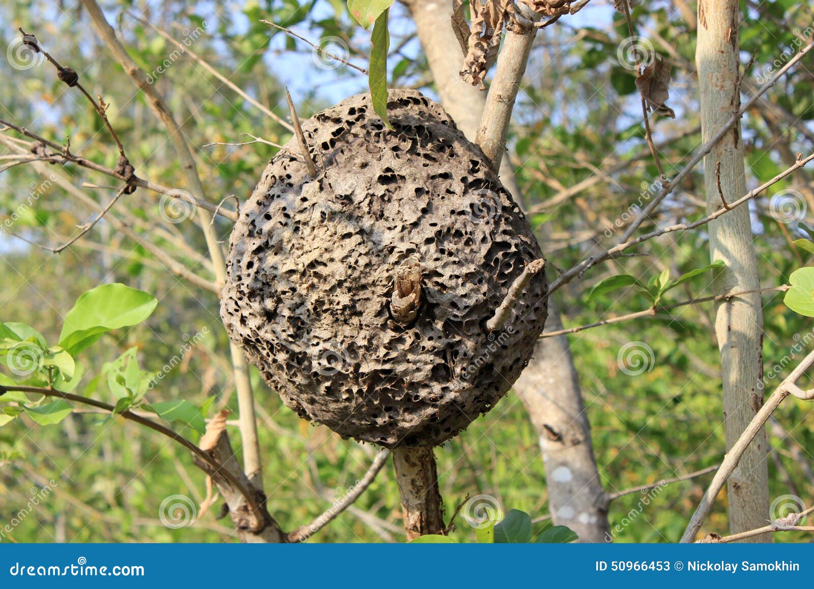 Anthill on a tree stock image. Image of tree, nature - 50966453
