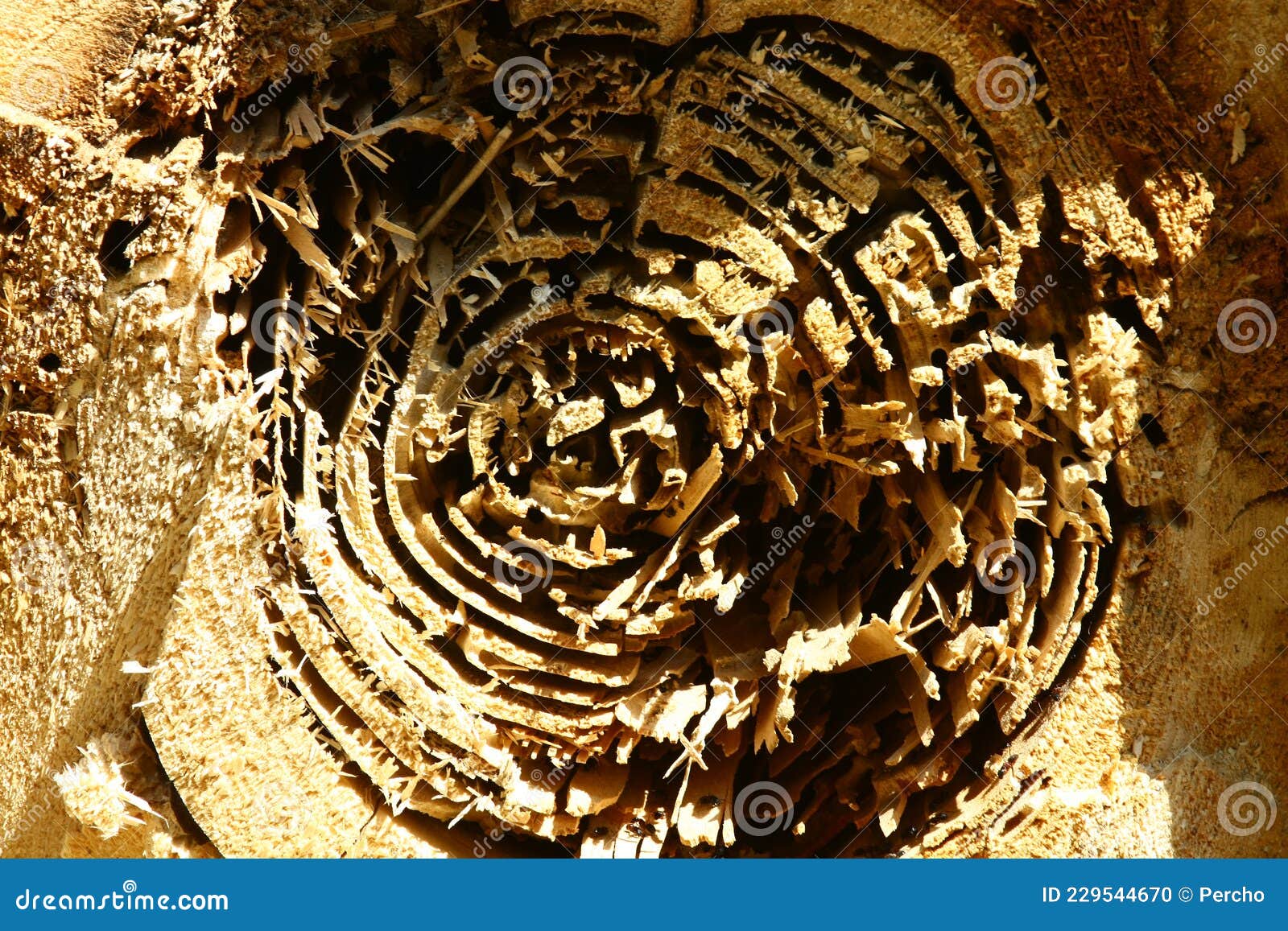 Anthill in a tree stock photo. Image of nature, summer - 229544670