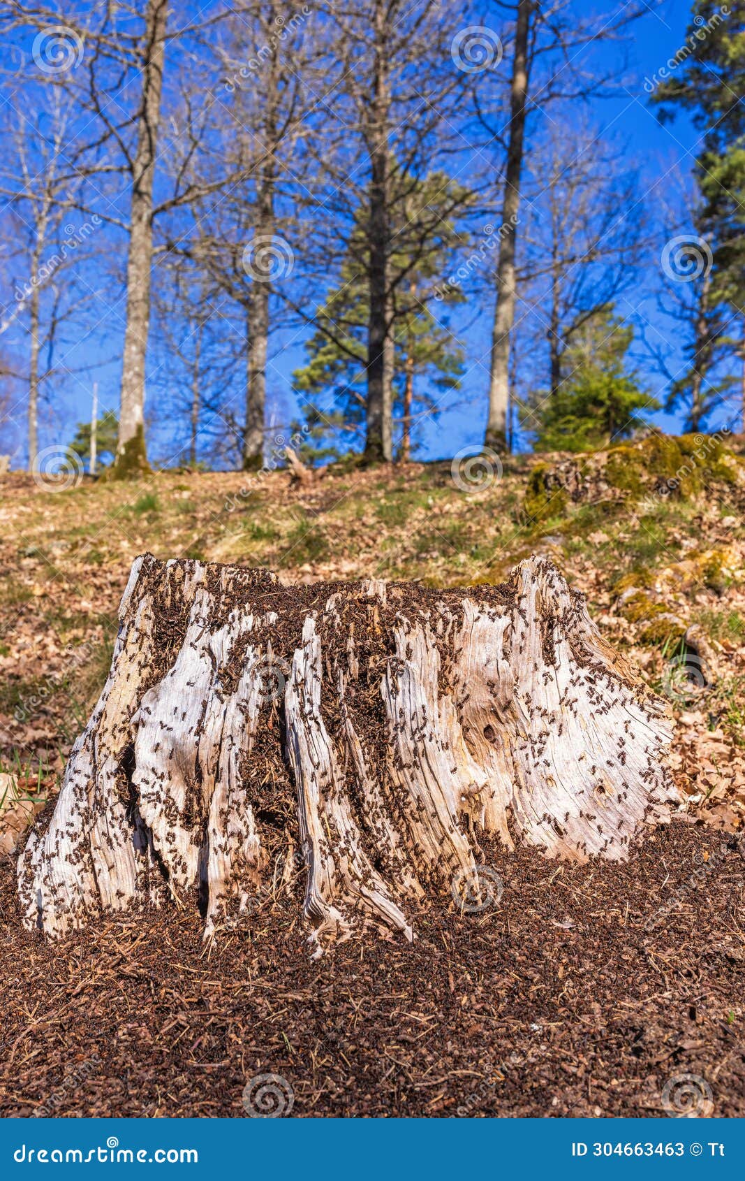 Anthill on a Tree Stump a Sunny Spring Day Stock Image - Image of tree ...