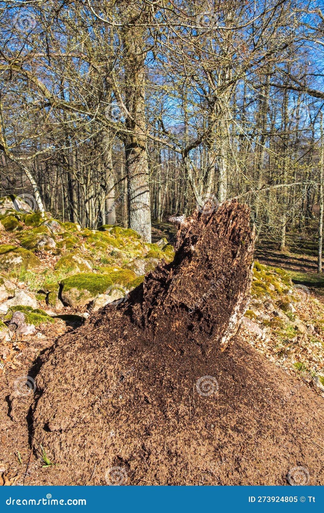 Anthill on a Tree Stump in the Woodland at Spring Stock Image - Image ...