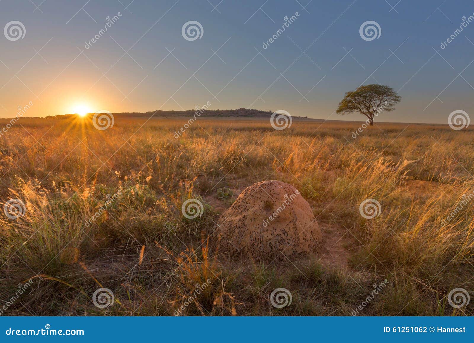 Anthill, tree and sunset stock photo. Image of grass - 61251062