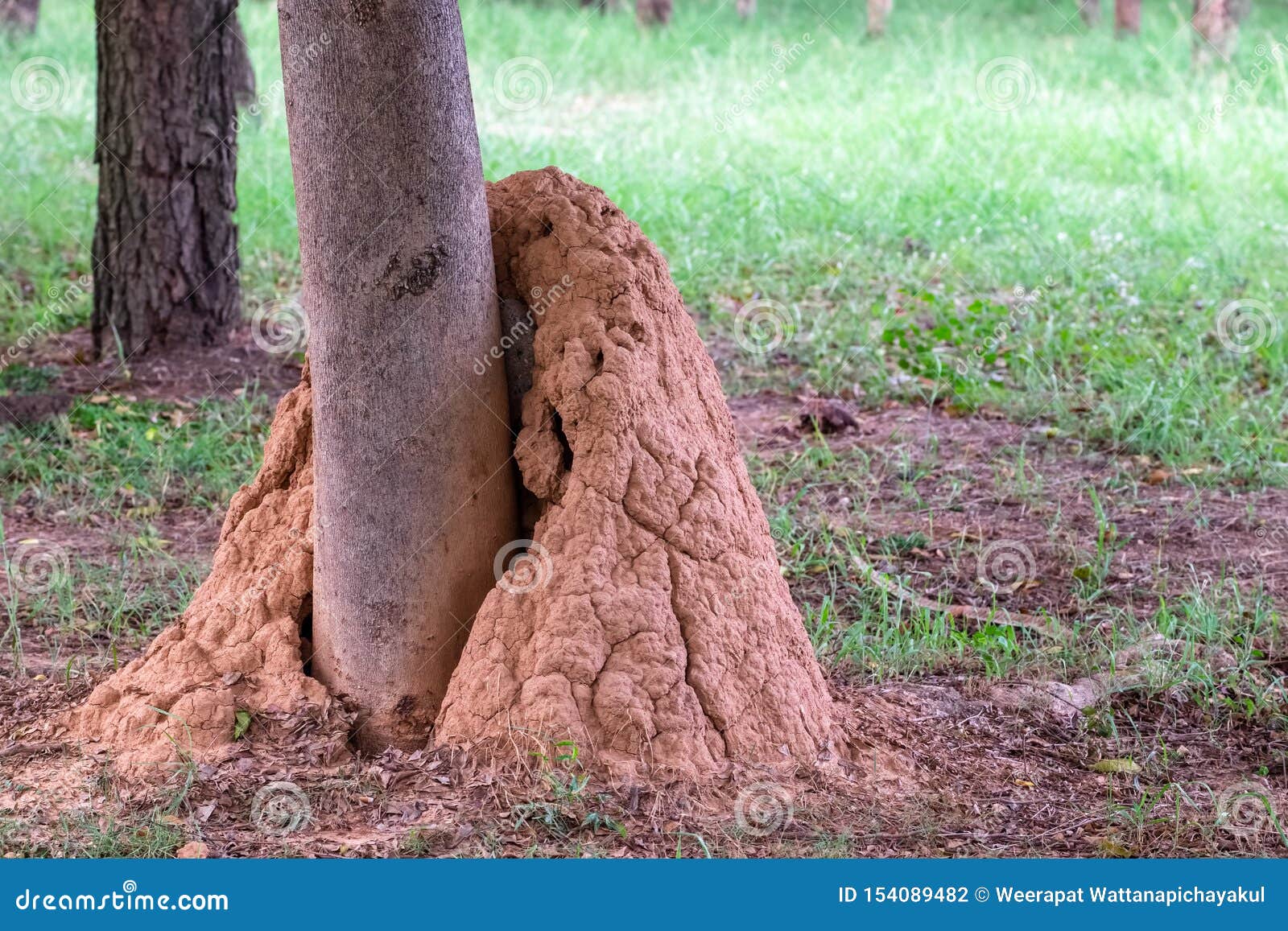 Anthill on Tree Trunk stock photo. Image of plant, tree - 154089482