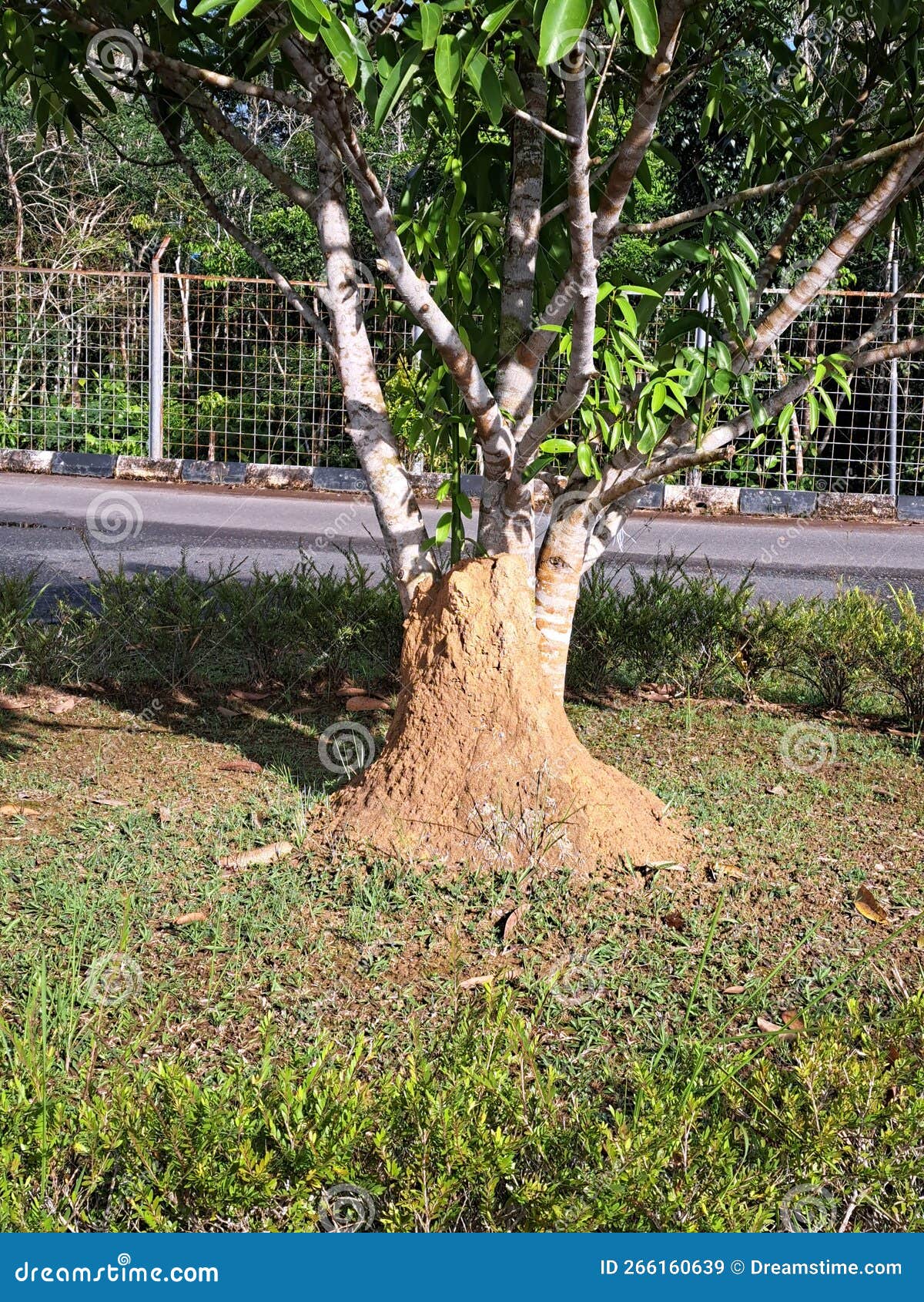 Anthill under the tree stock image. Image of branch - 266160639