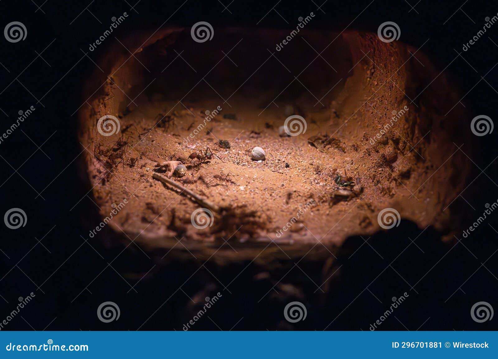 Anthill Cross Section In Forest, Illustration Royalty-Free Stock Image ...