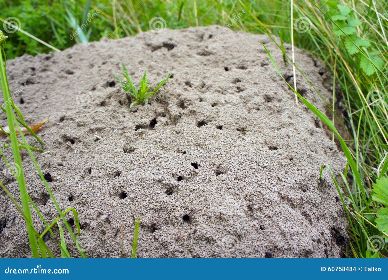 Anthill in the Woods Close-up Stock Photo - Image of residential, hill ...