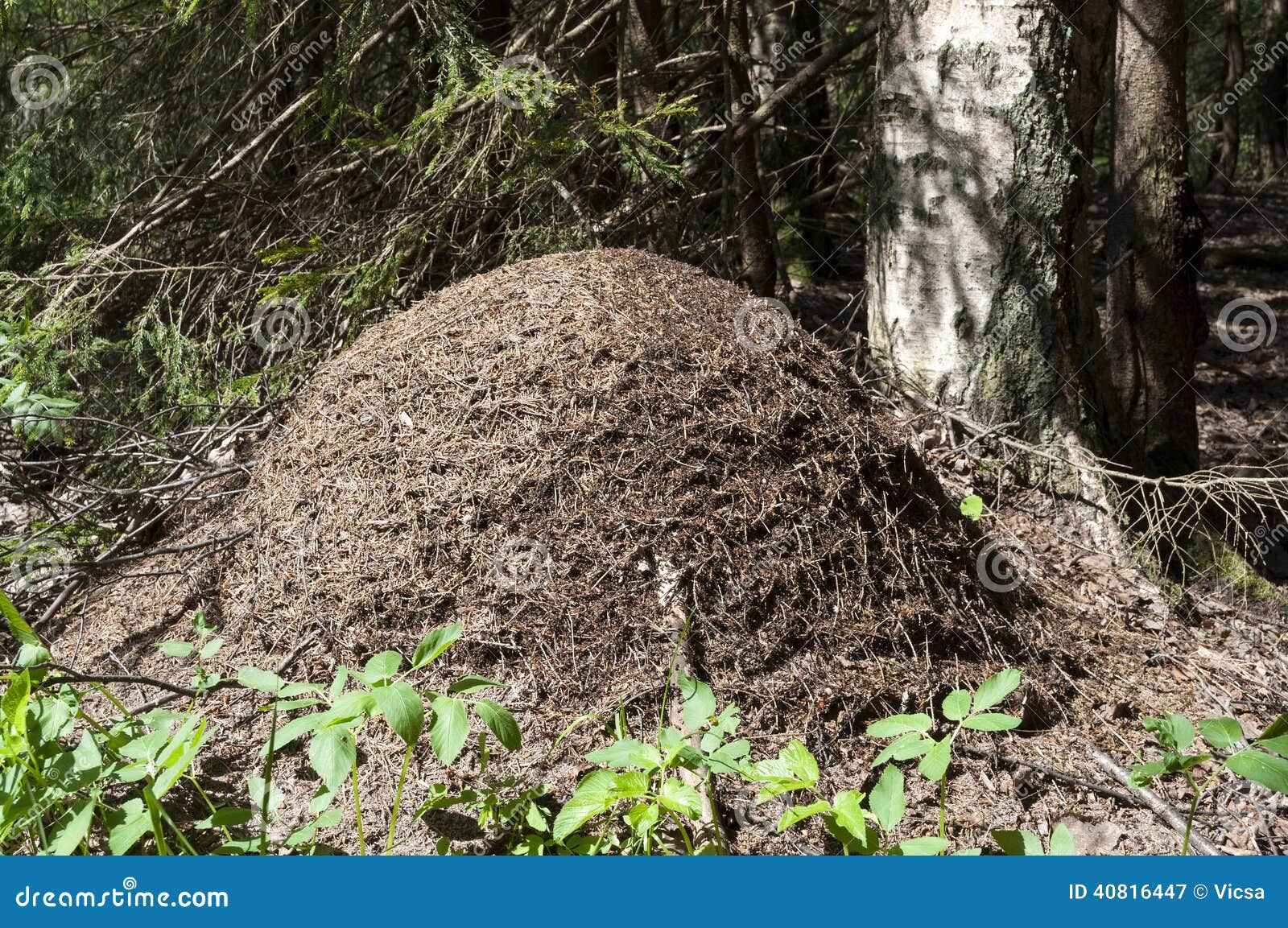 Anthill in the woods stock image. Image of birch, coniferous - 40816447