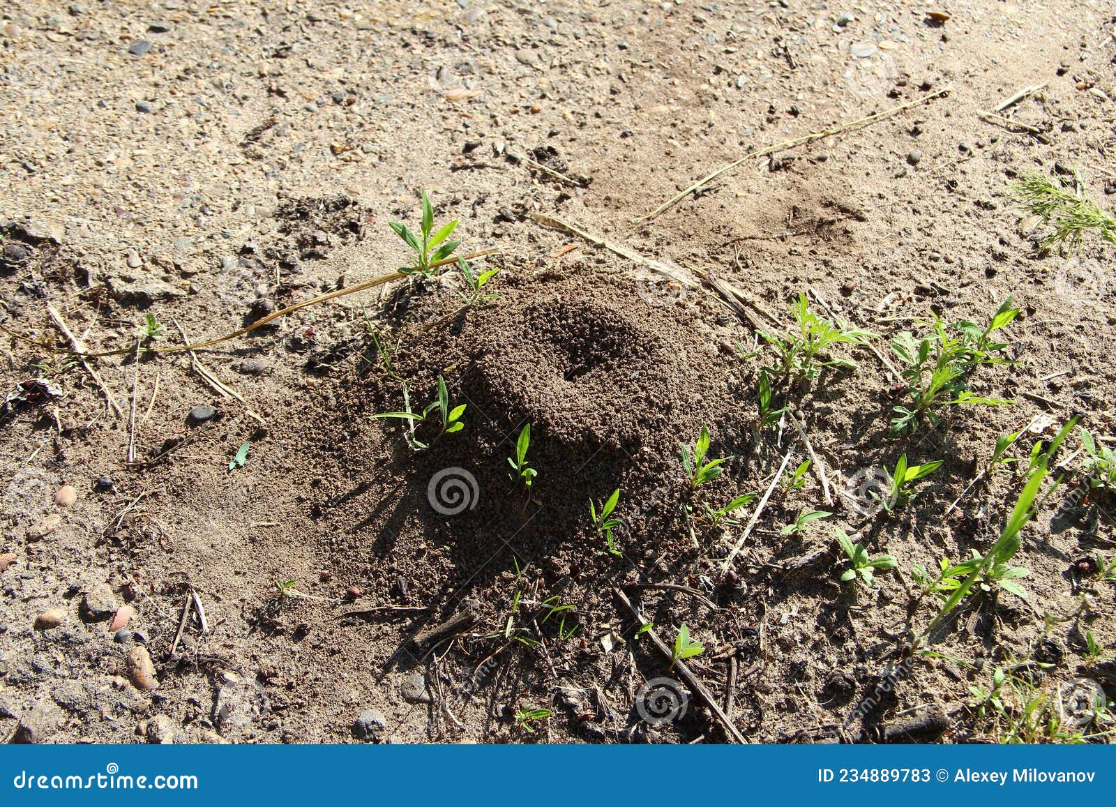 Anthill in the Yard on a Ground Stock Image - Image of grass, nature ...