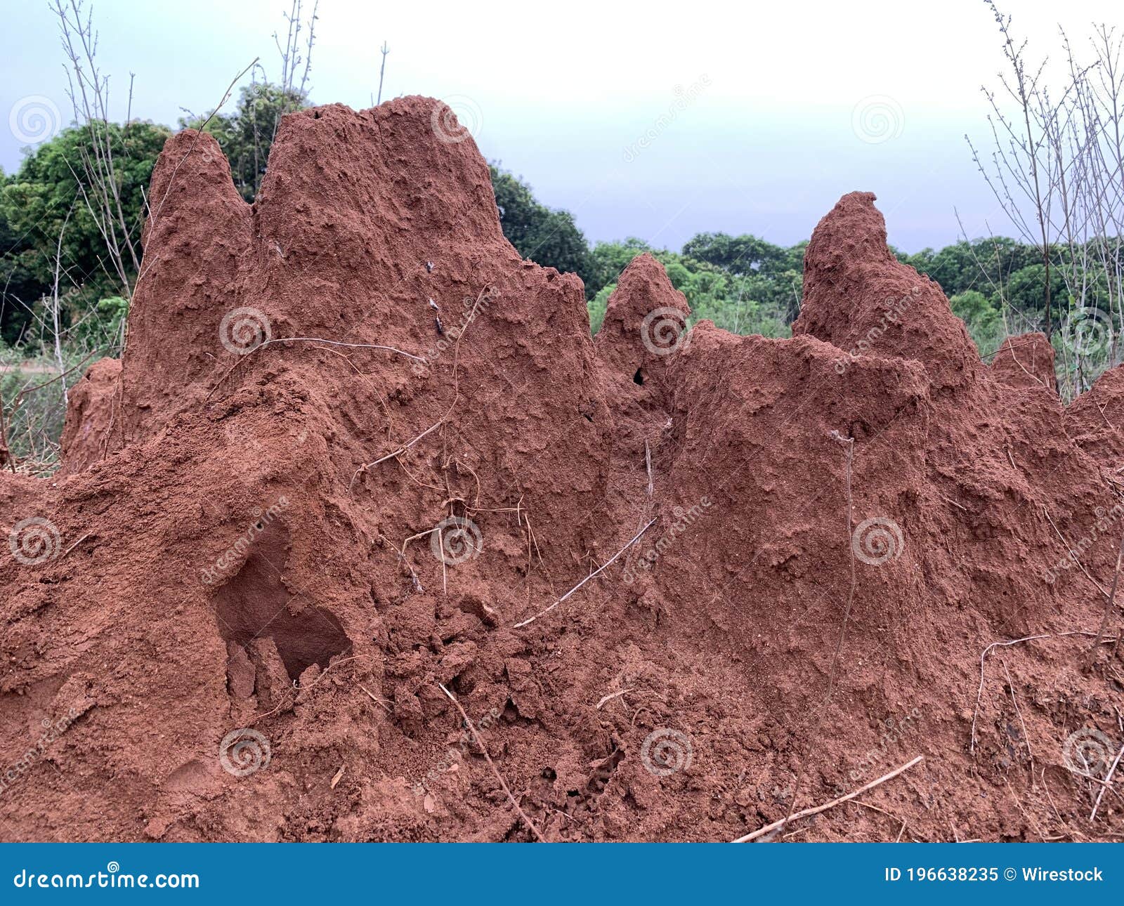 Anthills in the Wild Surrounded by Greens Stock Image - Image of bugs ...