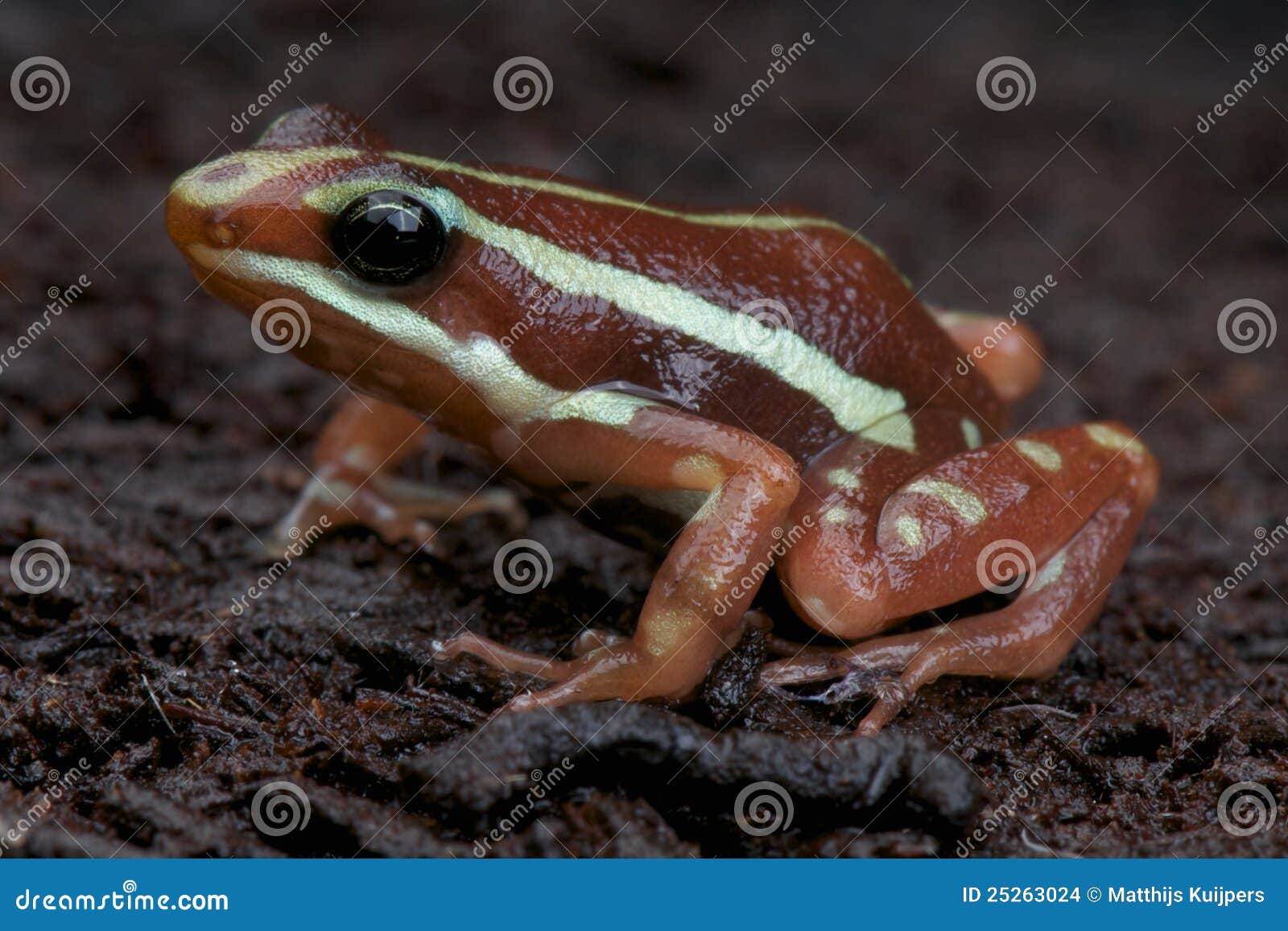 Anthony S Poison Arrow Frog Stock Photo - Image of small, terrestrial ...