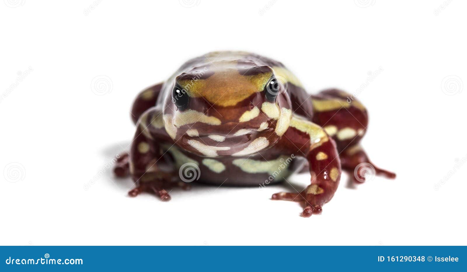 Epipedobates Anthonyi Buena Espiranza Frog On White Background Royalty ...