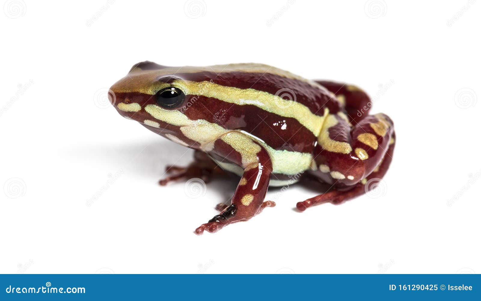 Epipedobates Anthonyi Buena Espiranza Frog On White Background Royalty ...