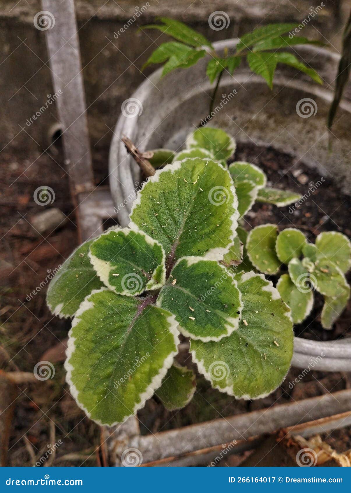 Anthophyta. Beautiful Plant Leaves in Pots. Stock Image - Image of pots ...