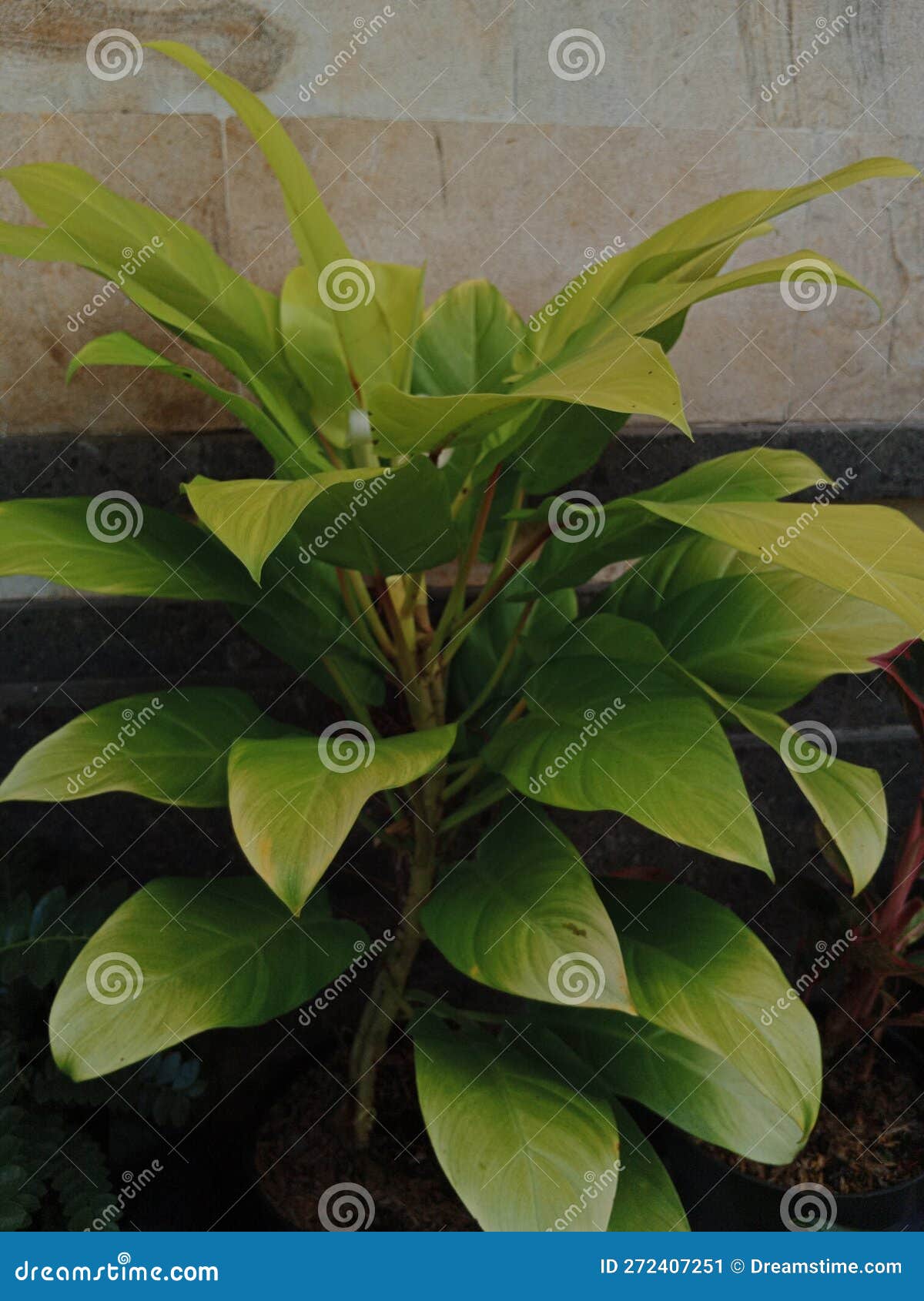 Jemani Stock Photos - Free & Royalty-Free Stock Photos from Dreamstime