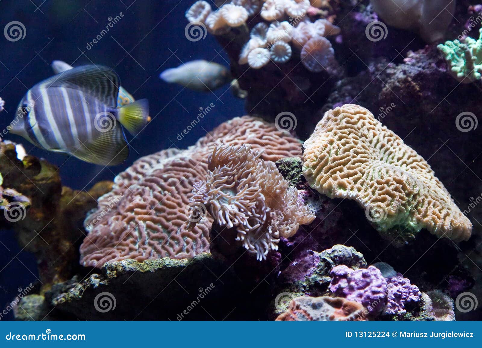 Anthozoa stock photo. Image of coral, anthia, sponge - 13125224