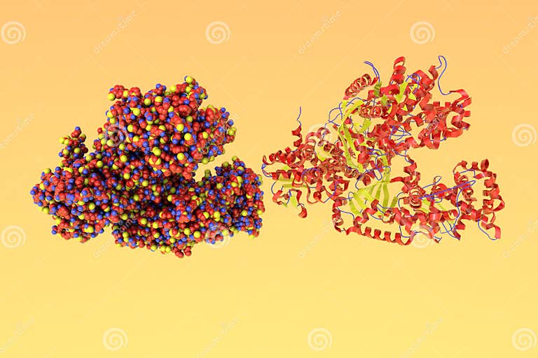 Anthrax Toxin Lethal Factor. Molecular and Crystal Structure of Anthrax ...