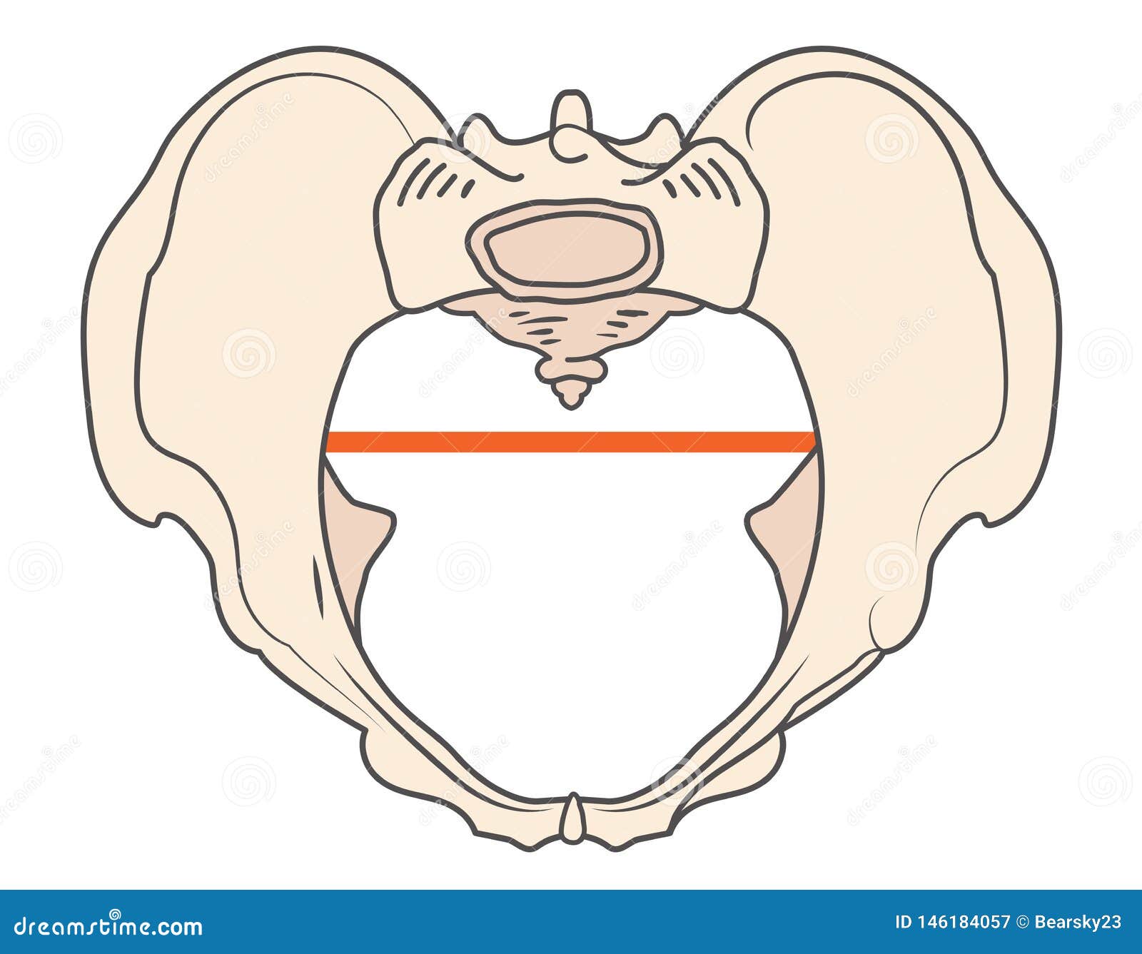 Gynecoid Pelvis Shape With Round / Circular Shape Vector Illustration ...
