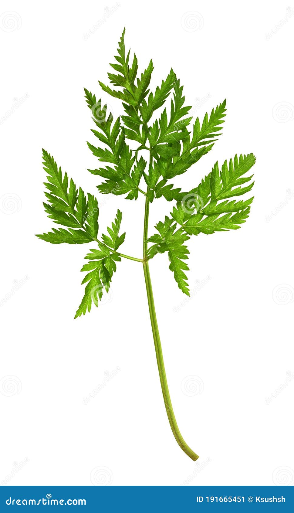 Anthriscus Sylvestris Green Leaf Stock Image - Image of wild, white ...