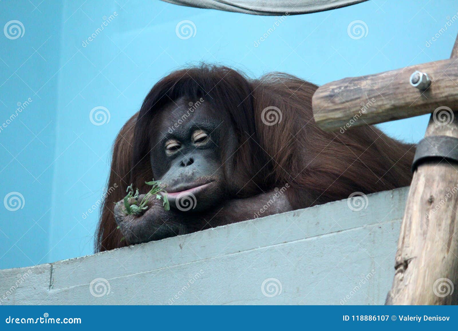 Anthropoid stock image. Image of anthropoid, baboon - 118886107