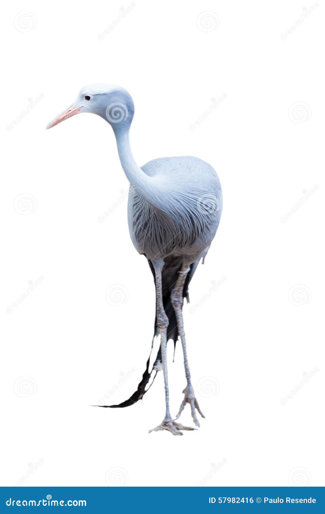 Anthropoides Paradisea; Gru from Paradise Stock Photo - Image of bird ...