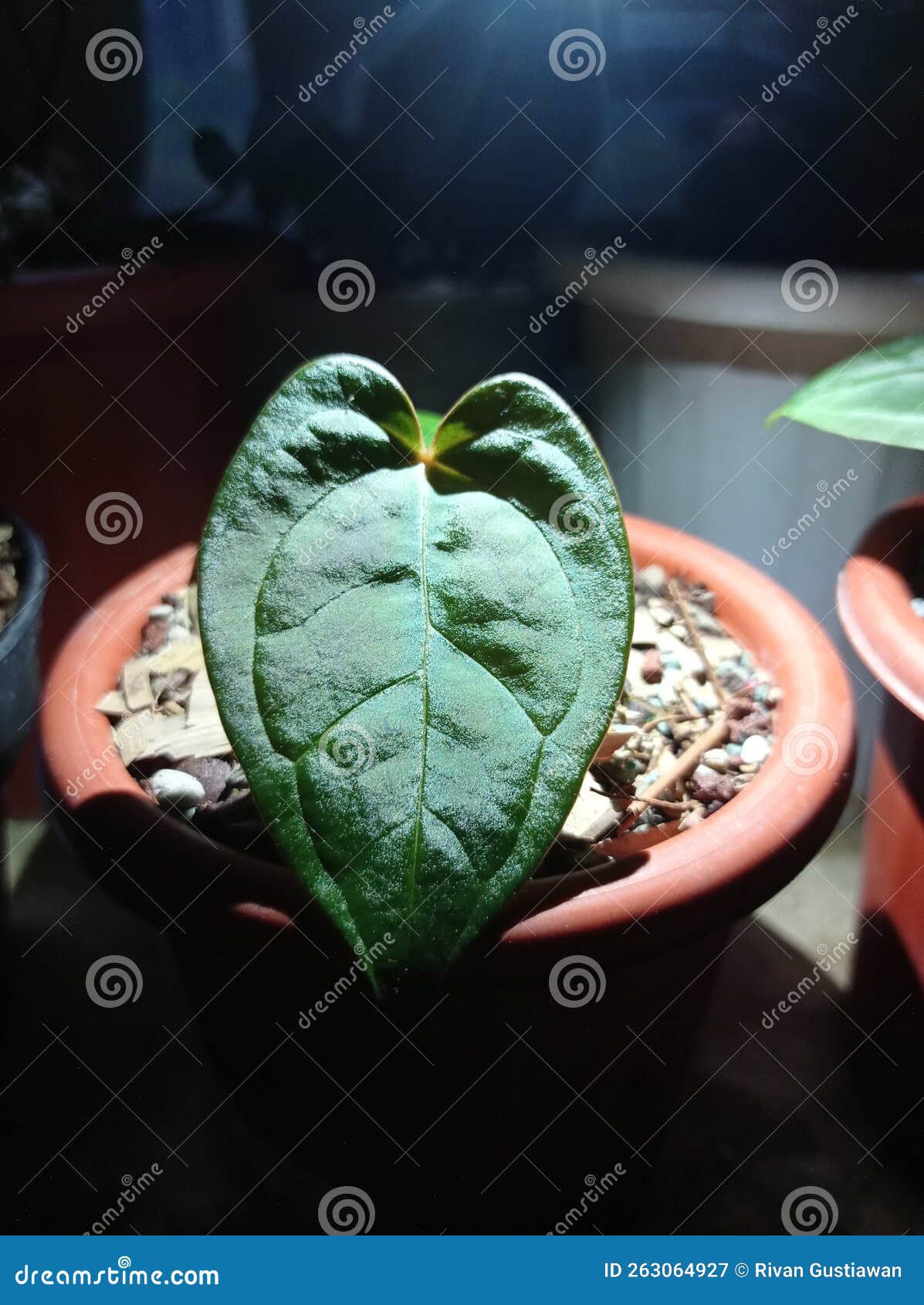 Anthurium Ace of Spades Plants Ornamental Stock Image - Image of plants ...