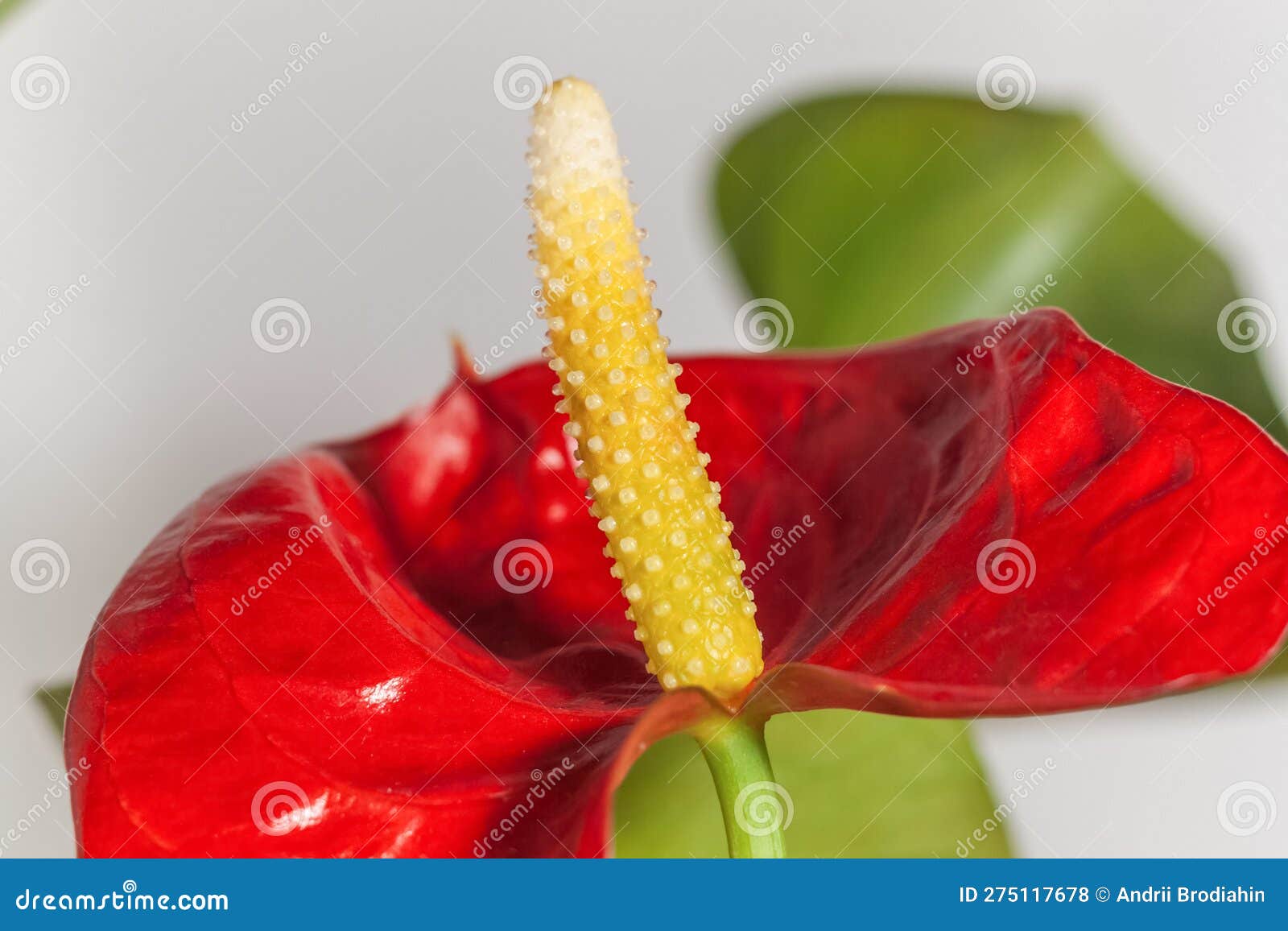 Anthurium Andraeanum Flower. Stock Photo - Image of hobby, tree: 275117678