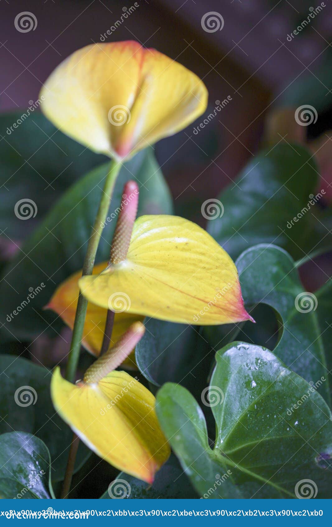 Anthurium yellow closeup stock image. Image of couple - 104849045